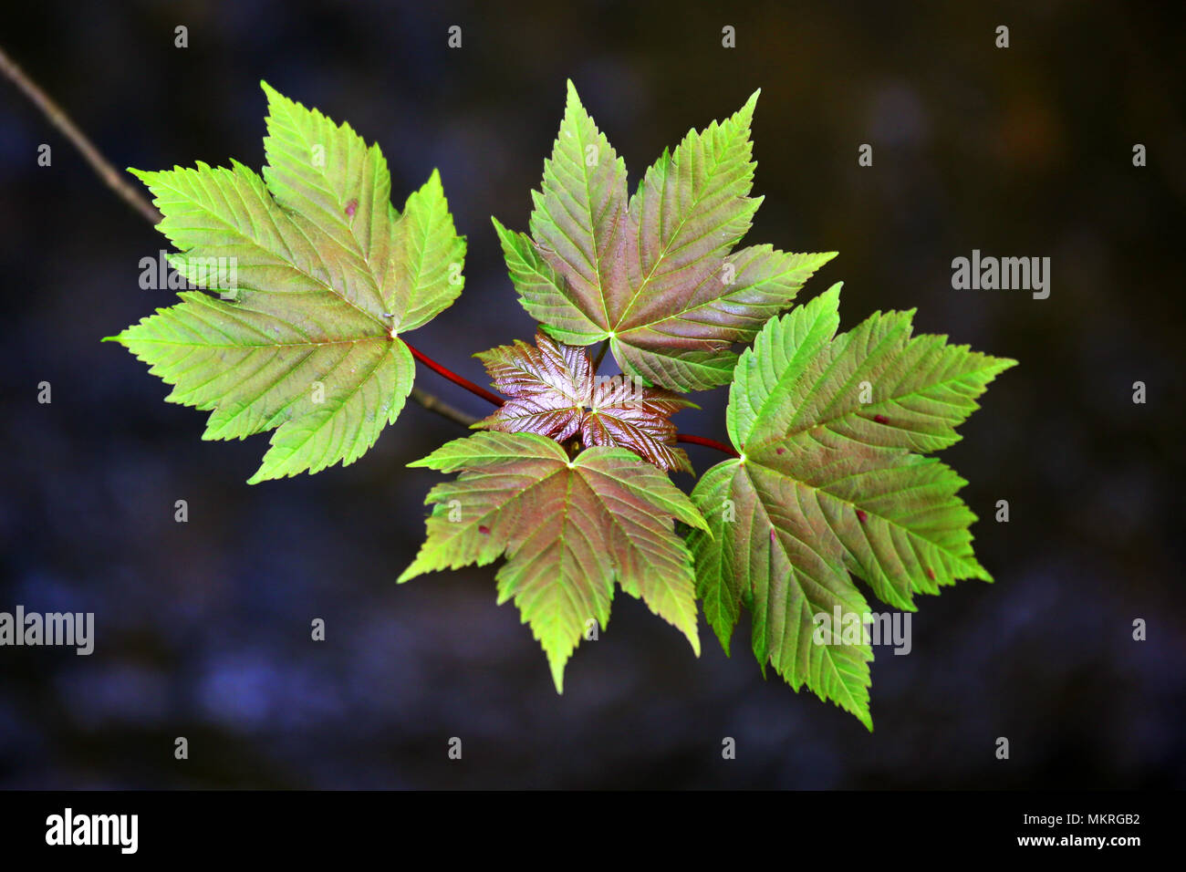 English trees and flowers in Spring Stock Photo - Alamy