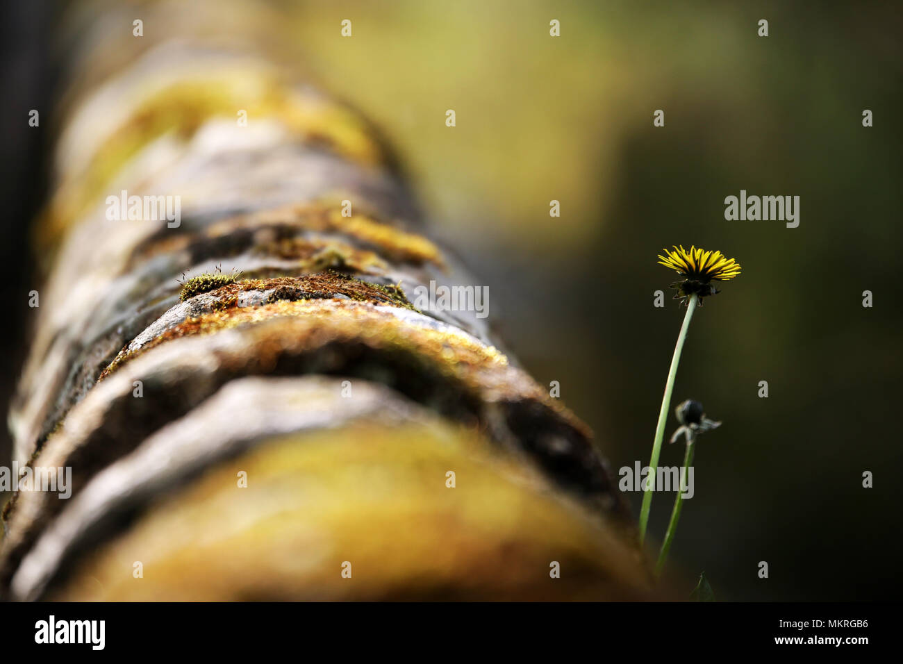 English trees and flowers in Spring Stock Photo - Alamy