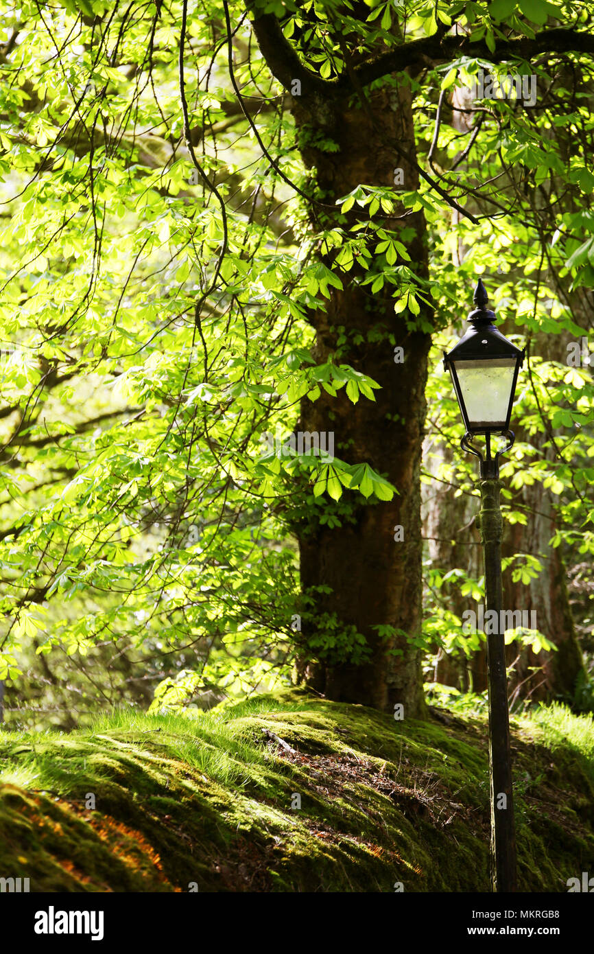English trees and flowers in Spring Stock Photo - Alamy