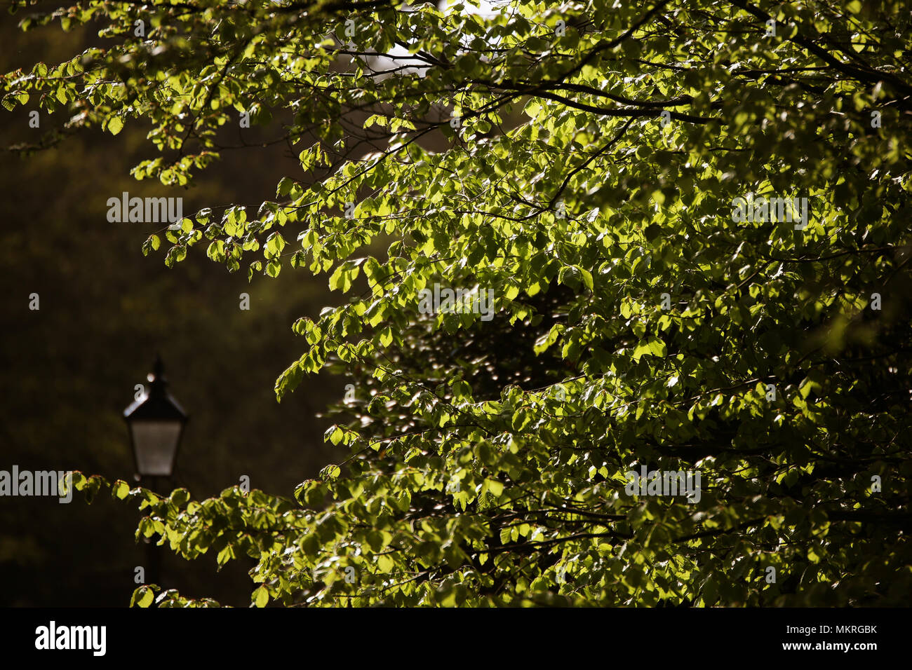 English trees and flowers in Spring Stock Photo - Alamy