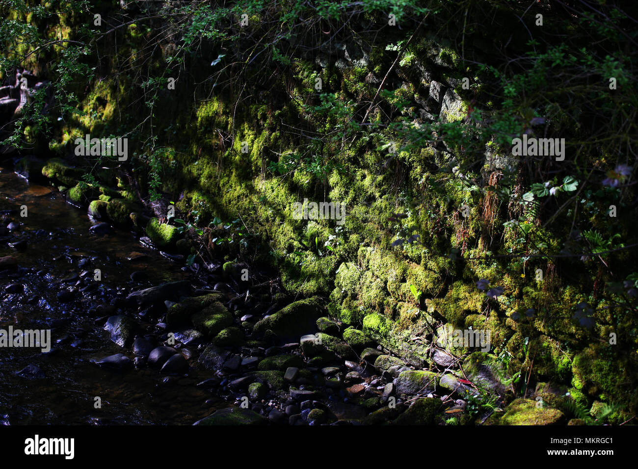 English trees and flowers in Spring Stock Photo - Alamy