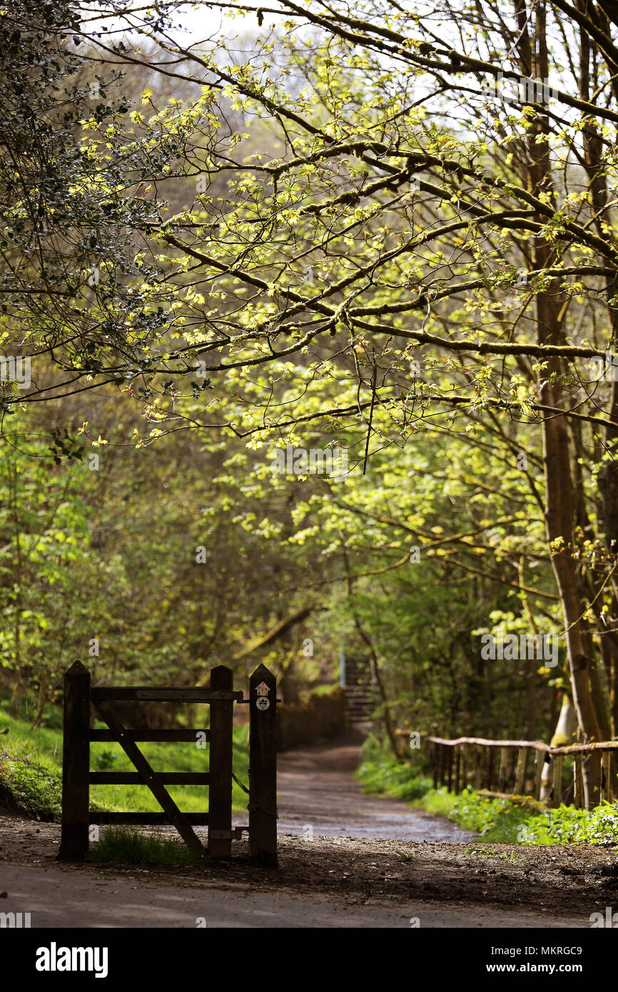 English trees and flowers in Spring Stock Photo - Alamy