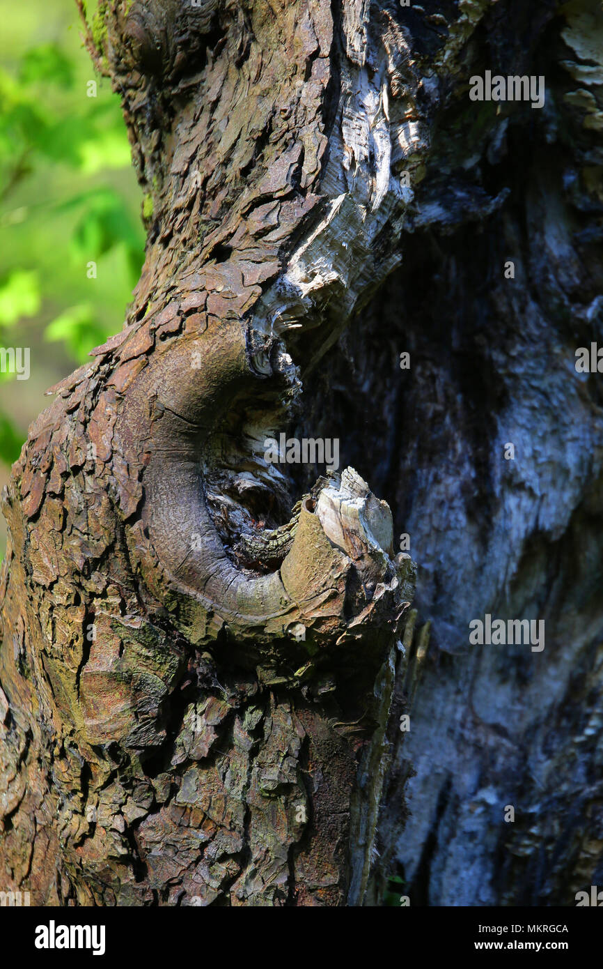 English trees and flowers in Spring Stock Photo - Alamy