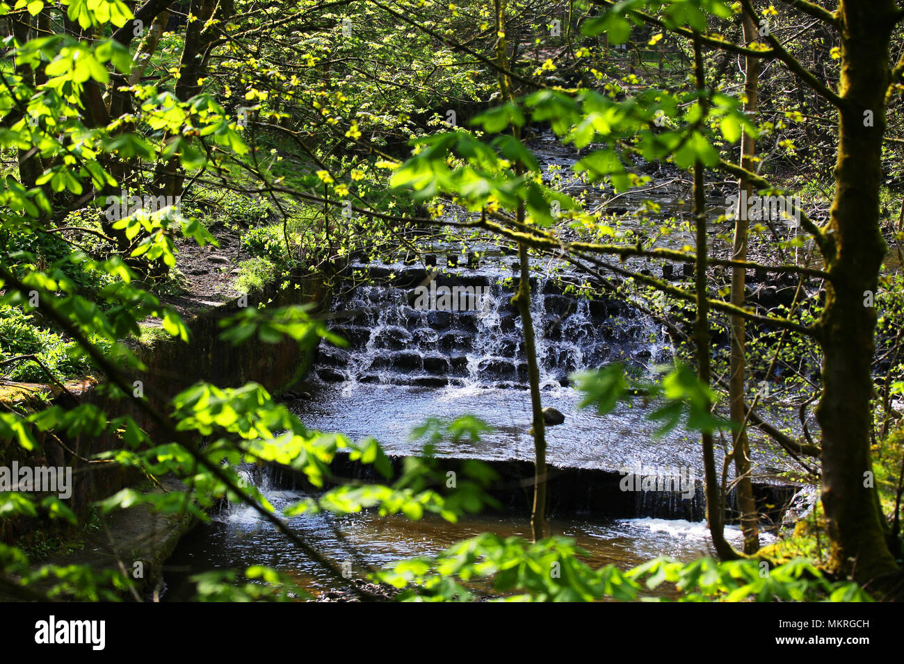 English trees and flowers in Spring Stock Photo - Alamy