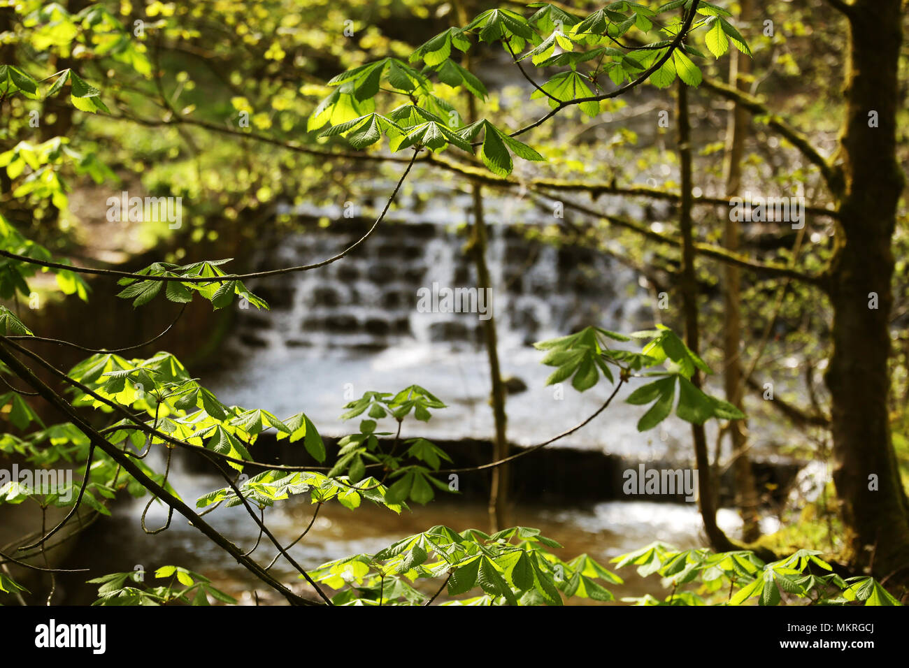 English trees and flowers in Spring Stock Photo - Alamy