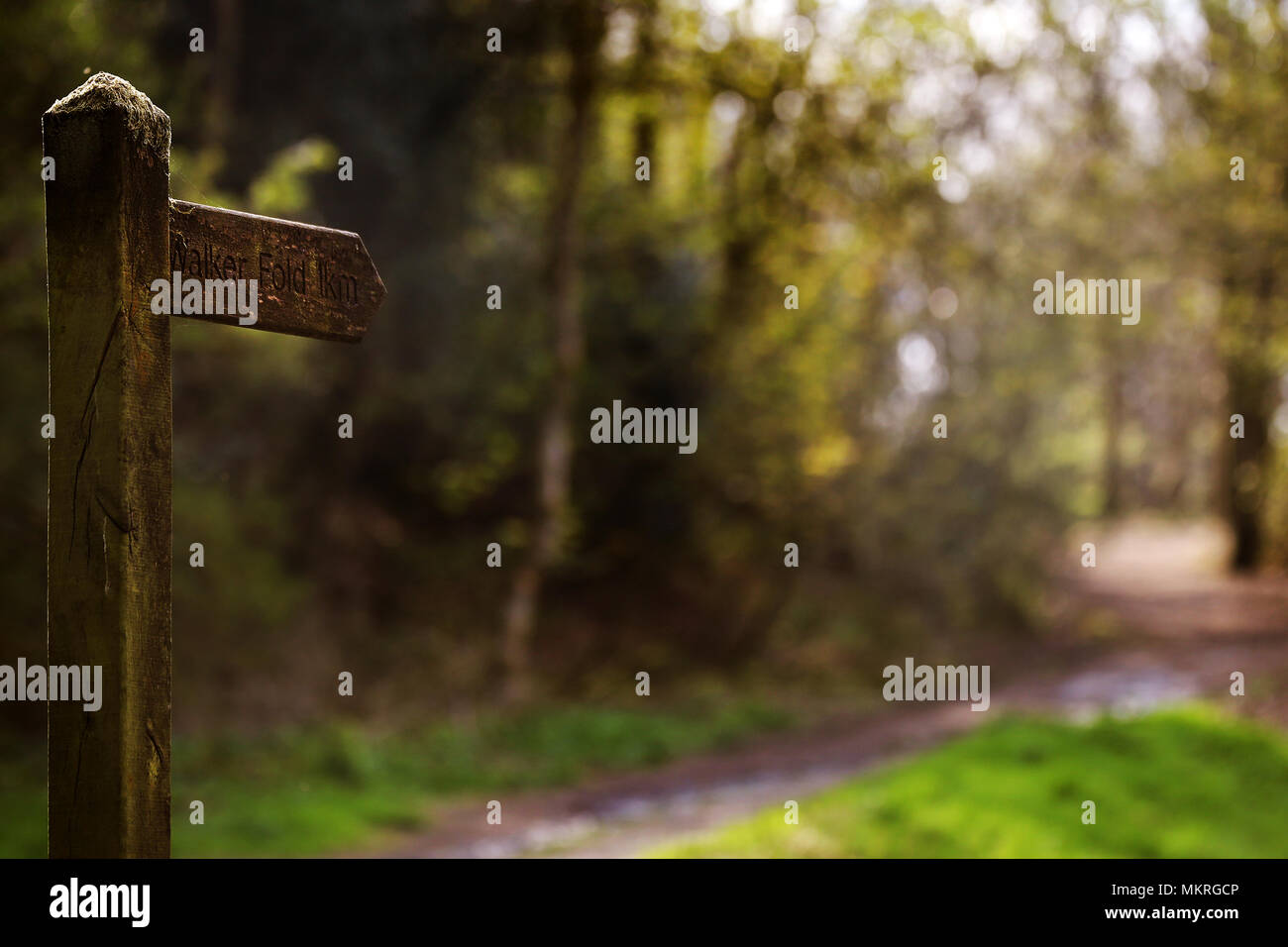 English trees and flowers in Spring Stock Photo - Alamy