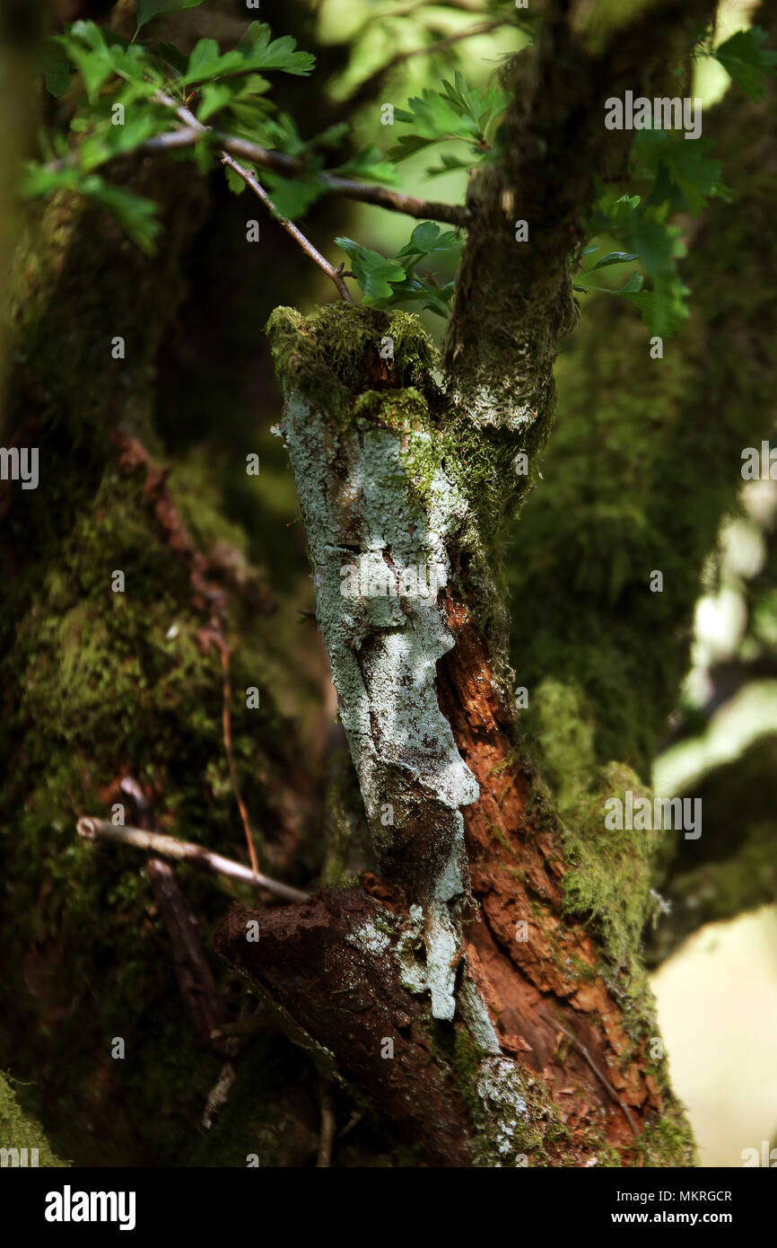 English trees and flowers in Spring Stock Photo - Alamy