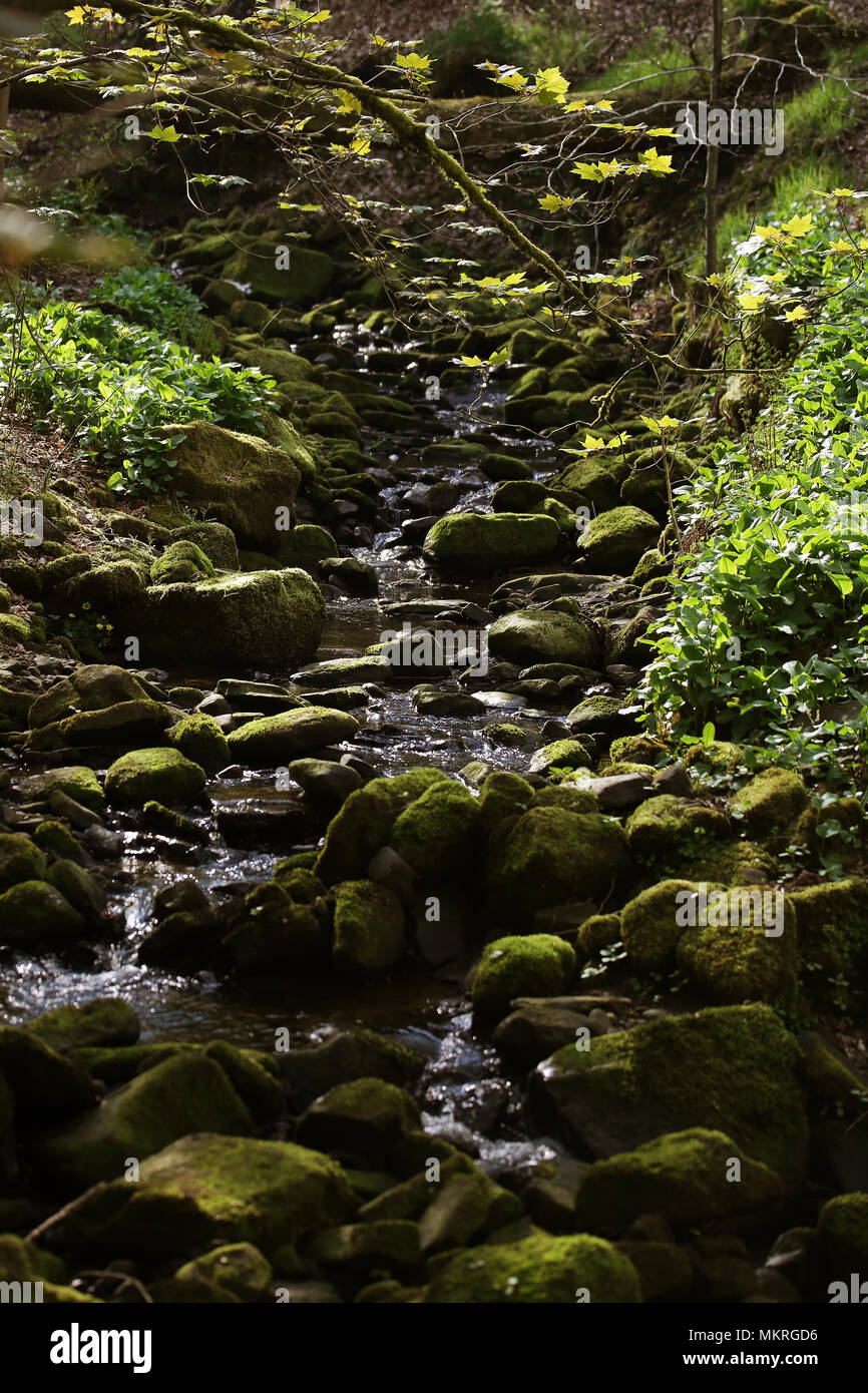 English trees and flowers in Spring Stock Photo - Alamy