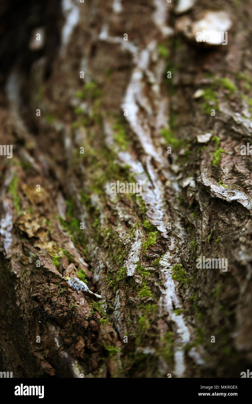 English trees and flowers in Spring Stock Photo - Alamy