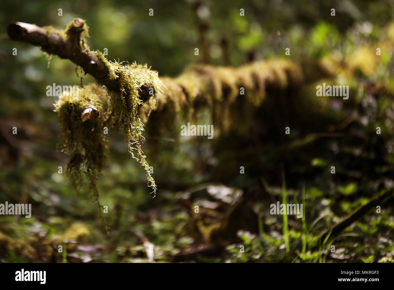 English trees and flowers in Spring Stock Photo - Alamy