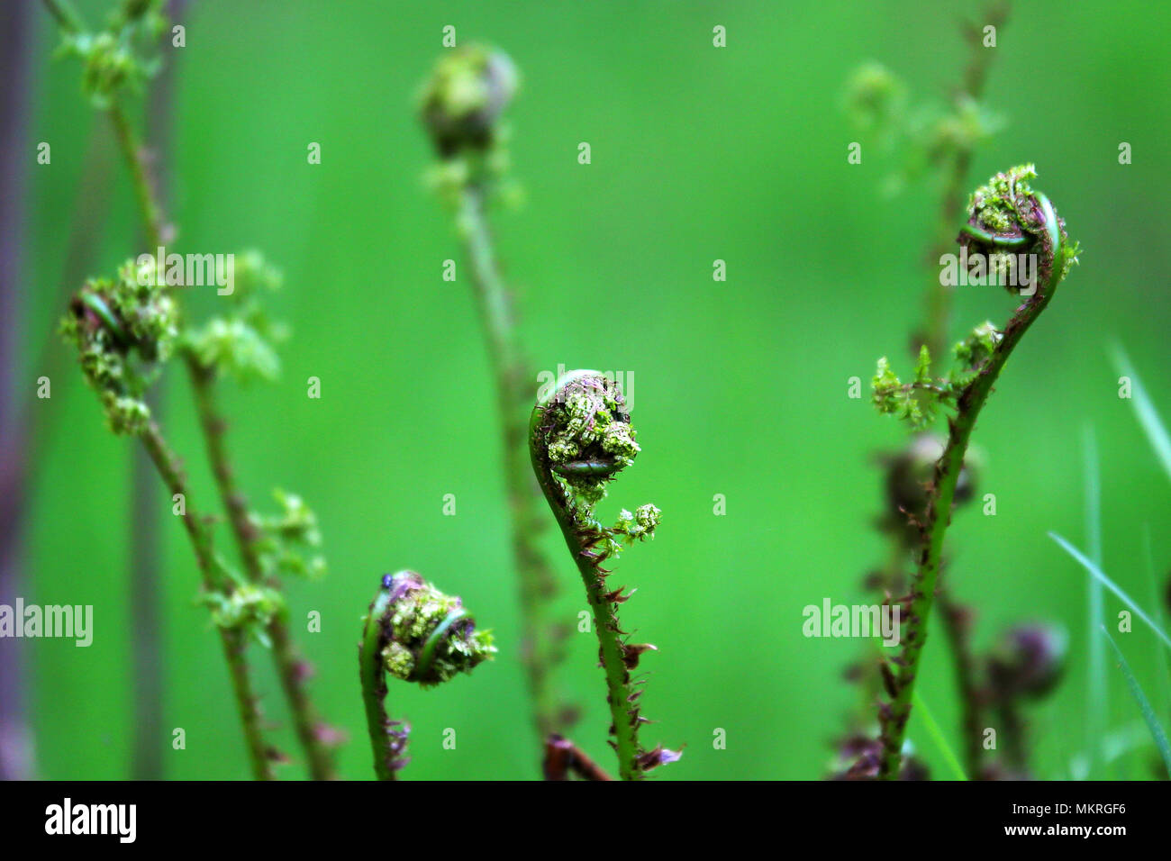 English trees and flowers in Spring Stock Photo - Alamy