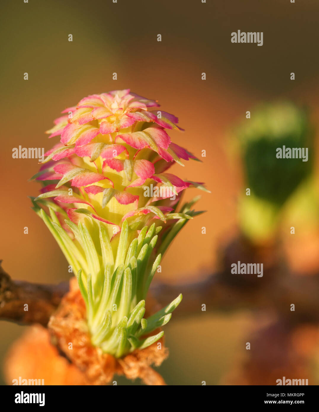 Ovulate cones of larch tree in spring, beginning of May Stock Photo - Alamy
