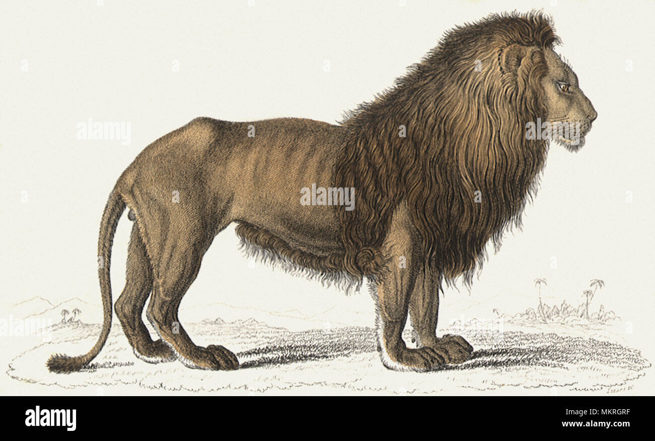 Male Lion Side View Drawing