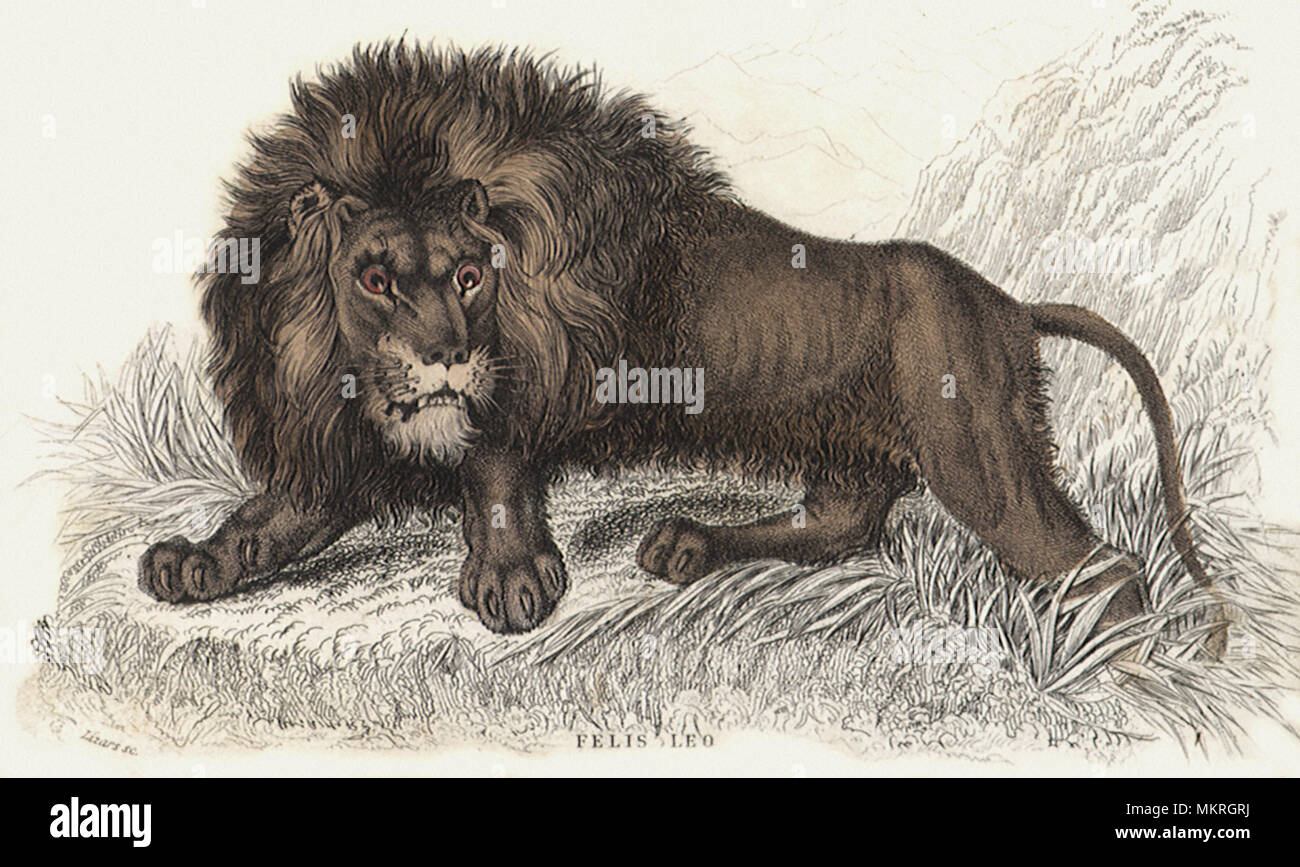 Ferocious Male Lion Stock Photo - Alamy