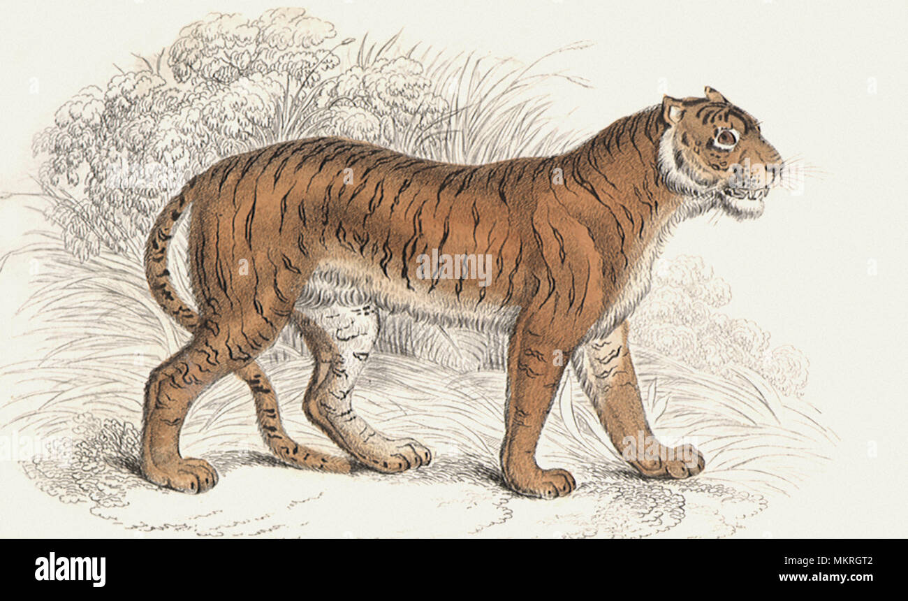 Tiger, Felis Tigris Stock Photo - Alamy