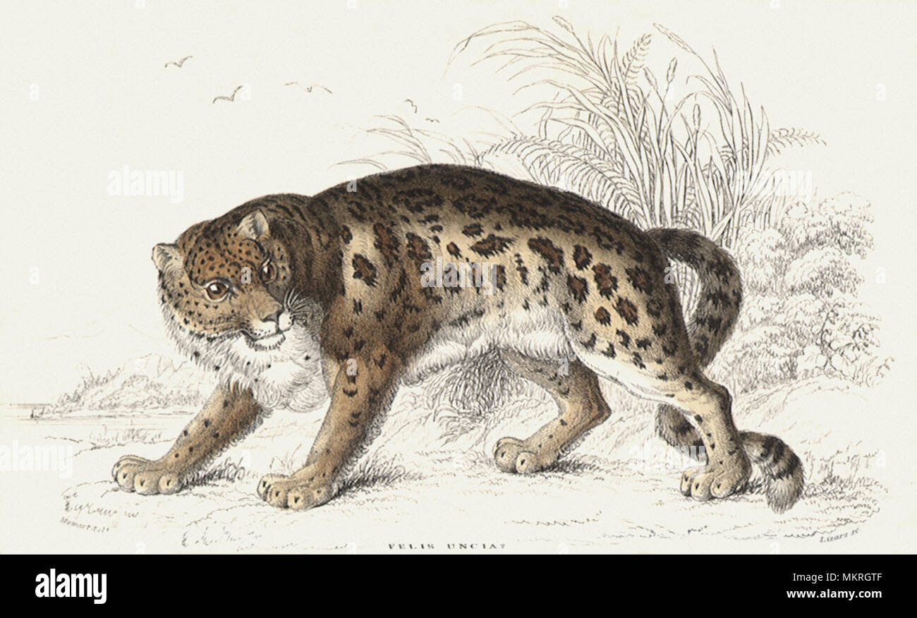 Wild Cat the Ounce, Felis Uncia Stock Photo - Alamy
