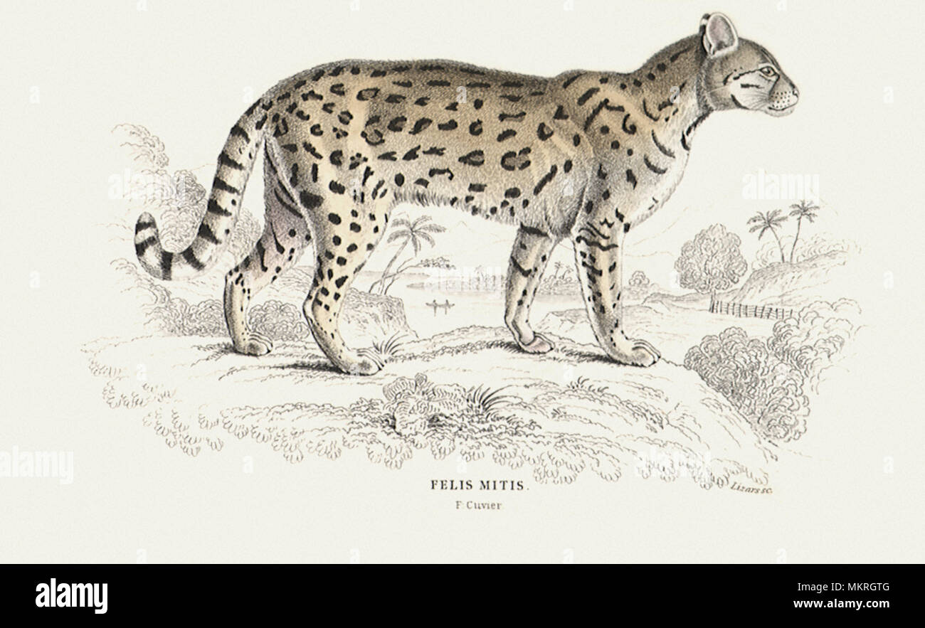 Wild Cat the Chati Stock Photo - Alamy