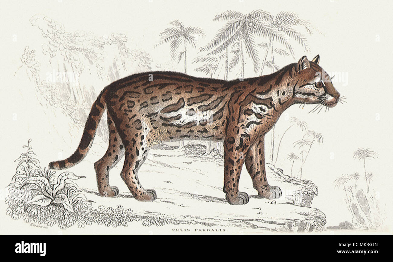 Ocelot illustration hi-res stock photography and images - Alamy