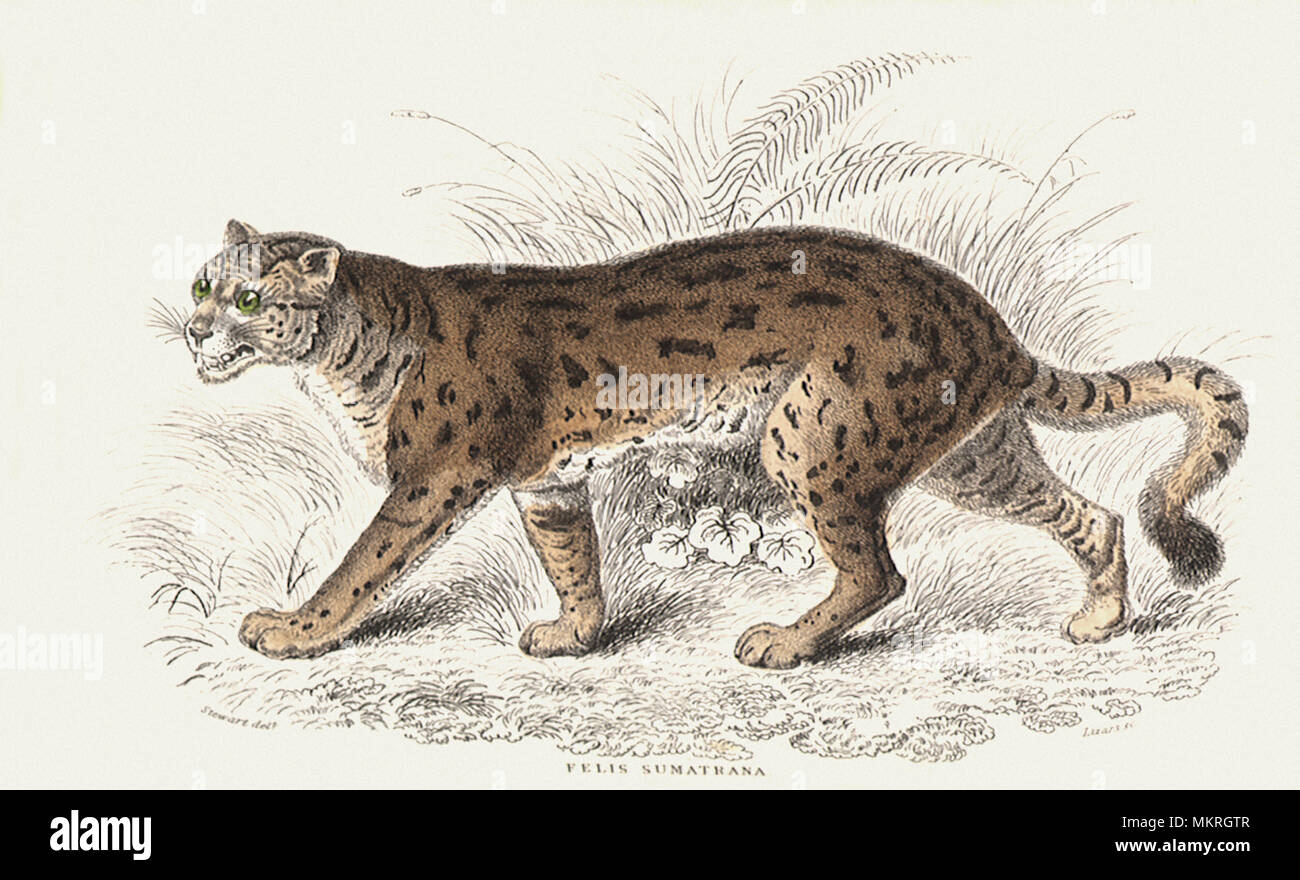 Sumatra Wild Cat Stock Photo - Alamy