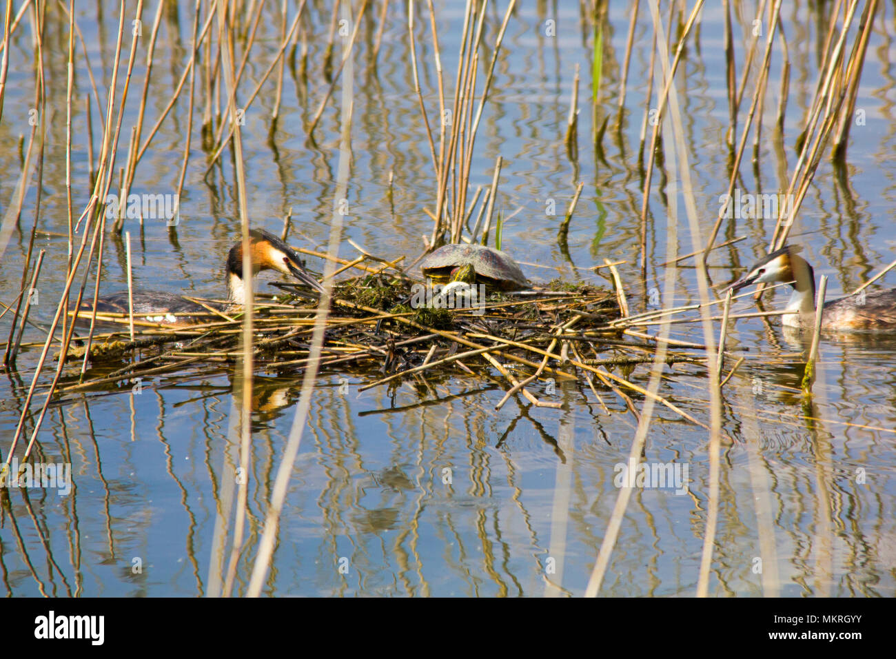 Terrapin TURTLE on Great Crested Grebe's floating nest/eggs Stock Photo ...