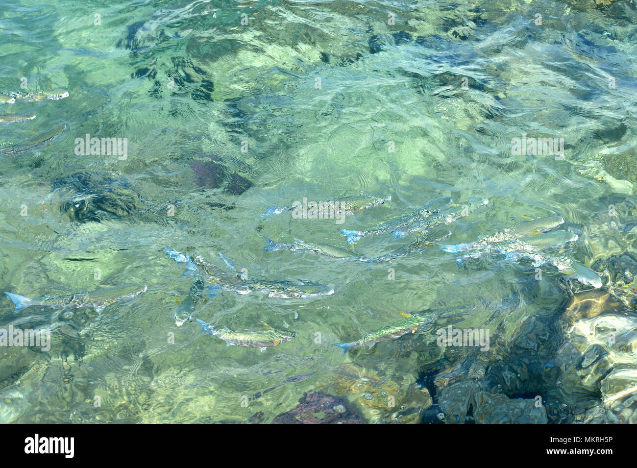 Fish splashing in water background close up Stock Photo - Alamy