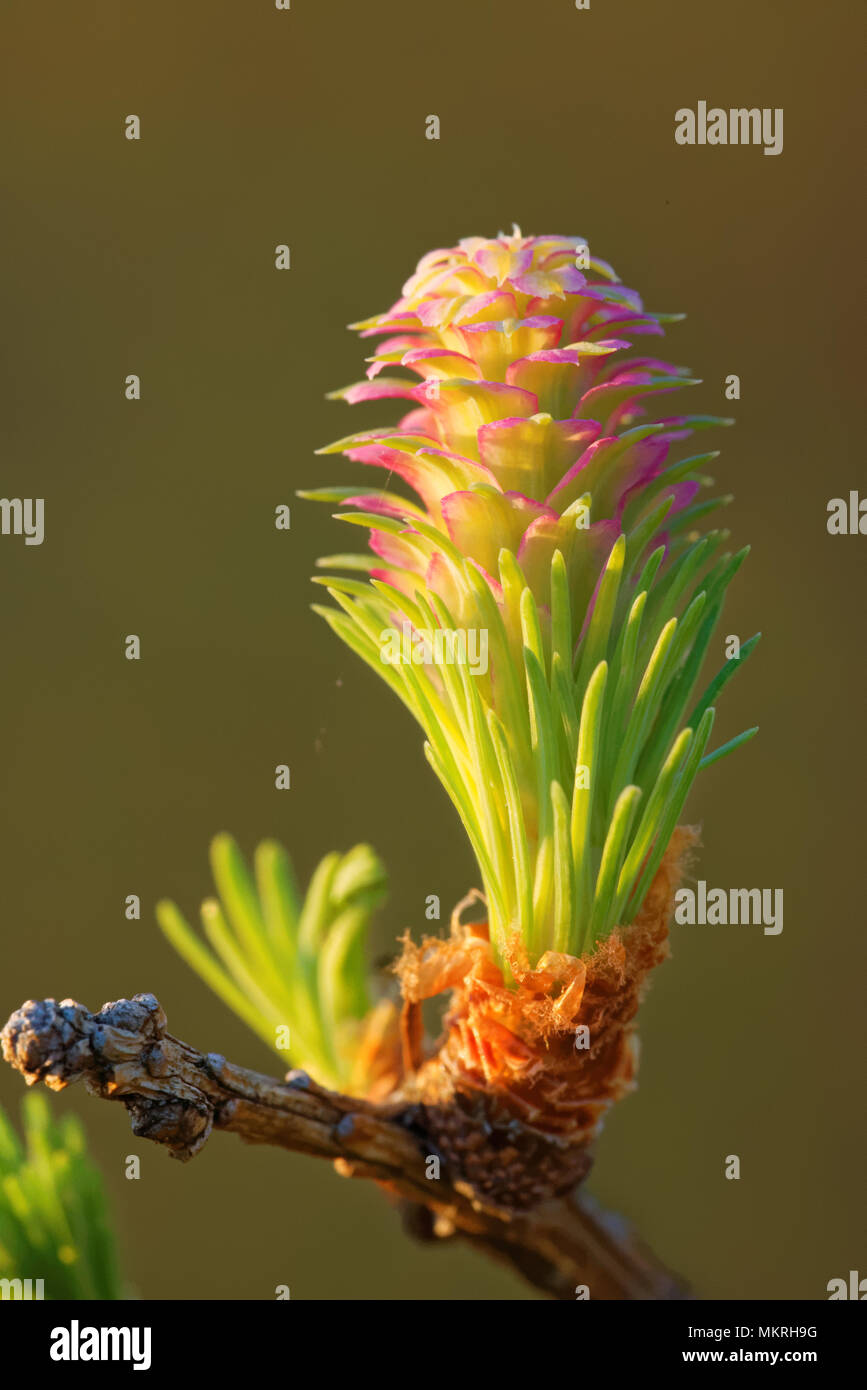 Ovulate cones of larch tree in spring, beginning of May Stock Photo - Alamy