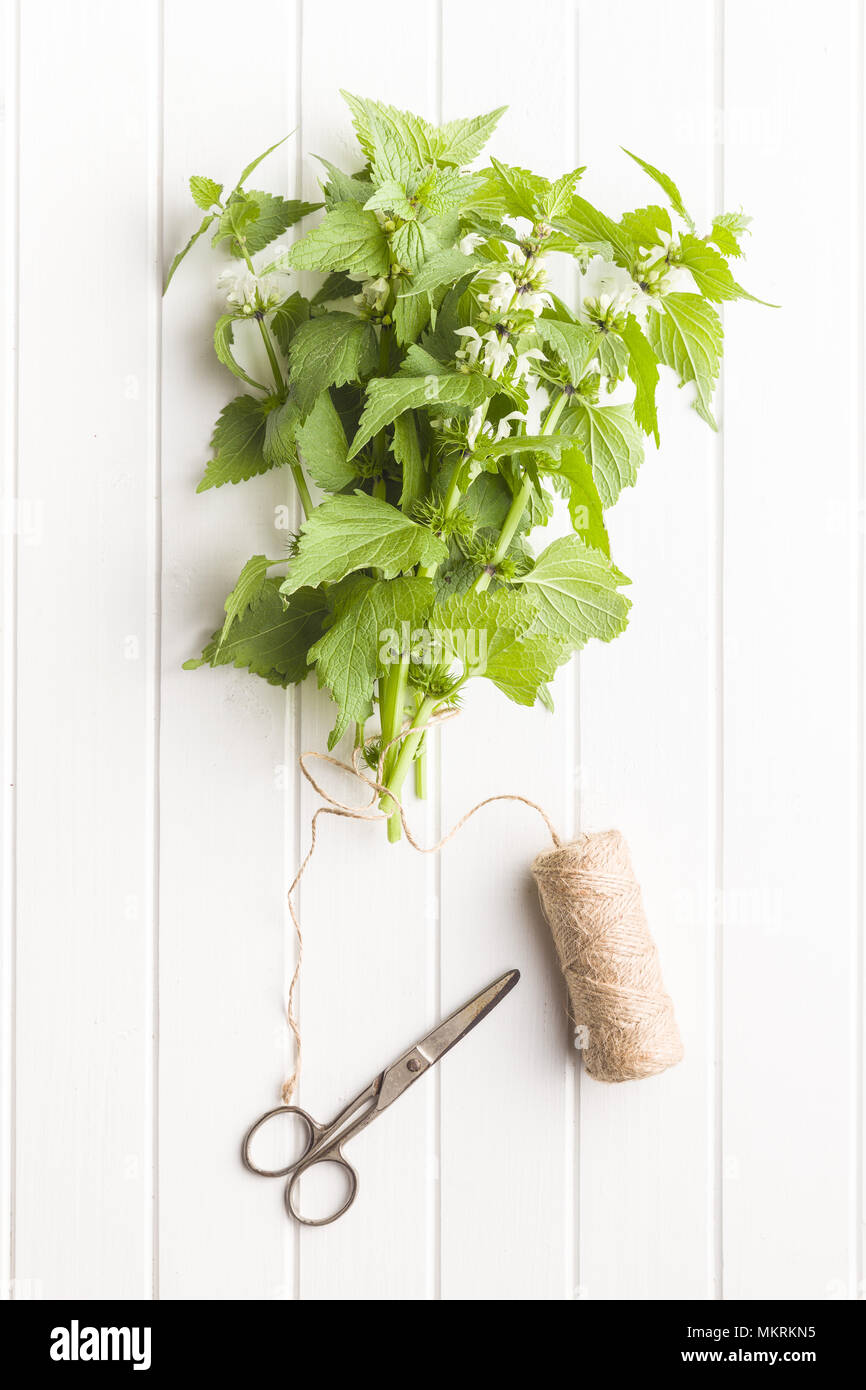 White dead nettle and thread with scissors Stock Photo - Alamy