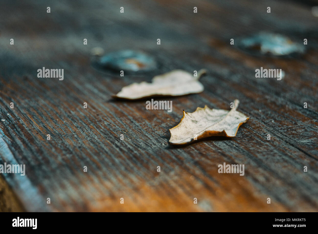 Two dry oak leaves hi-res stock photography and images - Alamy