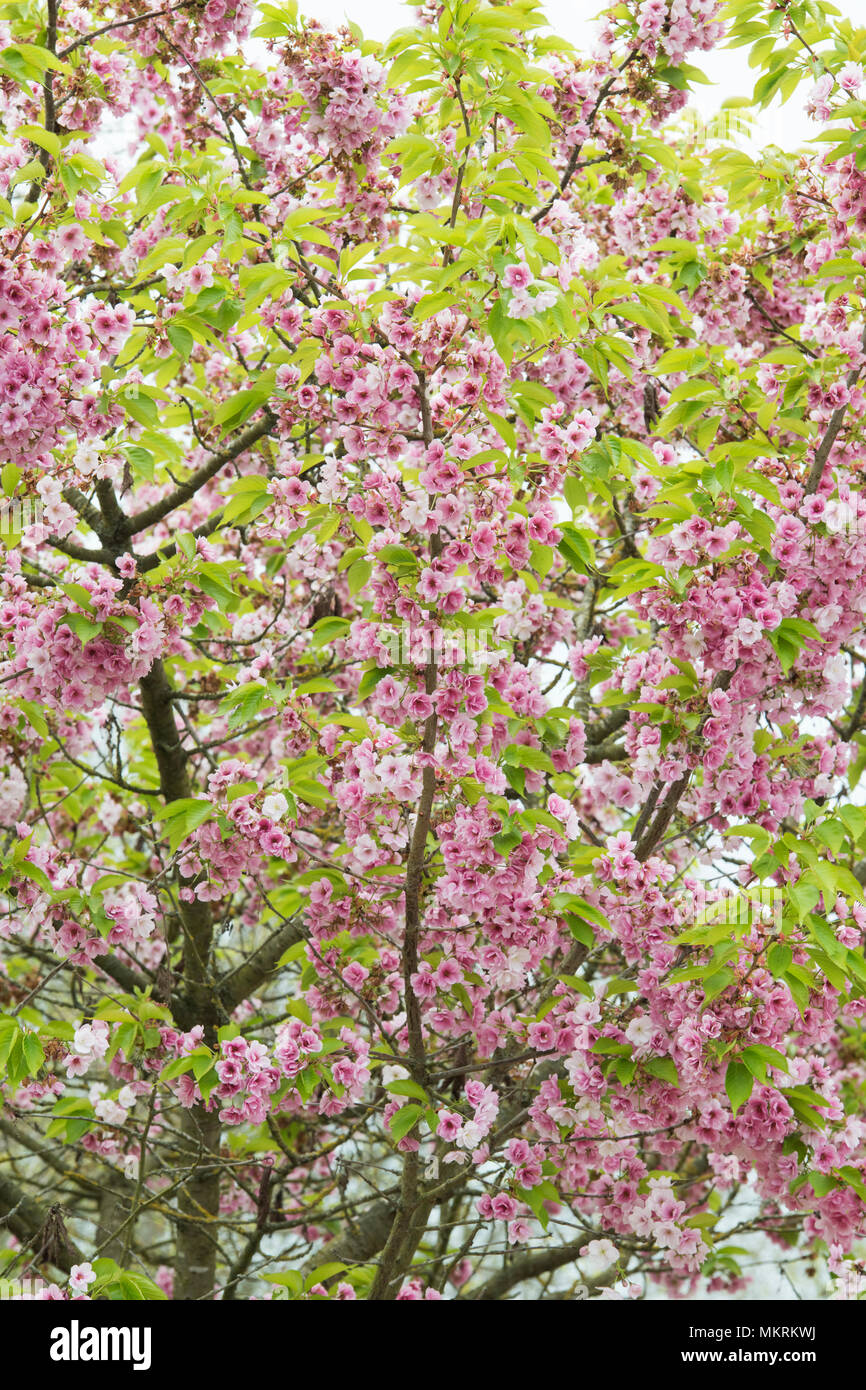Prunus Matsumae Zakura. Japanese Cherry Tree. UK Stock Photo - Alamy