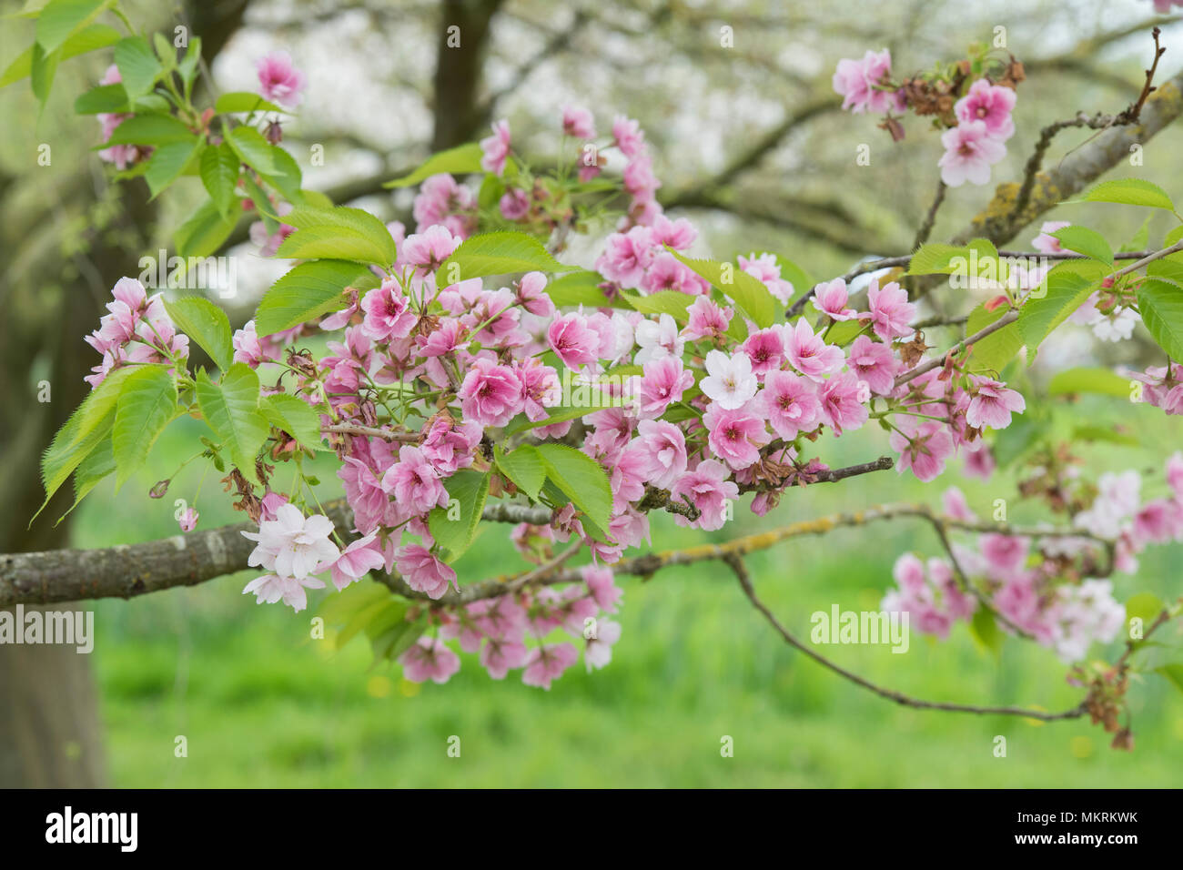 Prunus Matsumae Zakura. Japanese Cherry Tree. UK Stock Photo - Alamy
