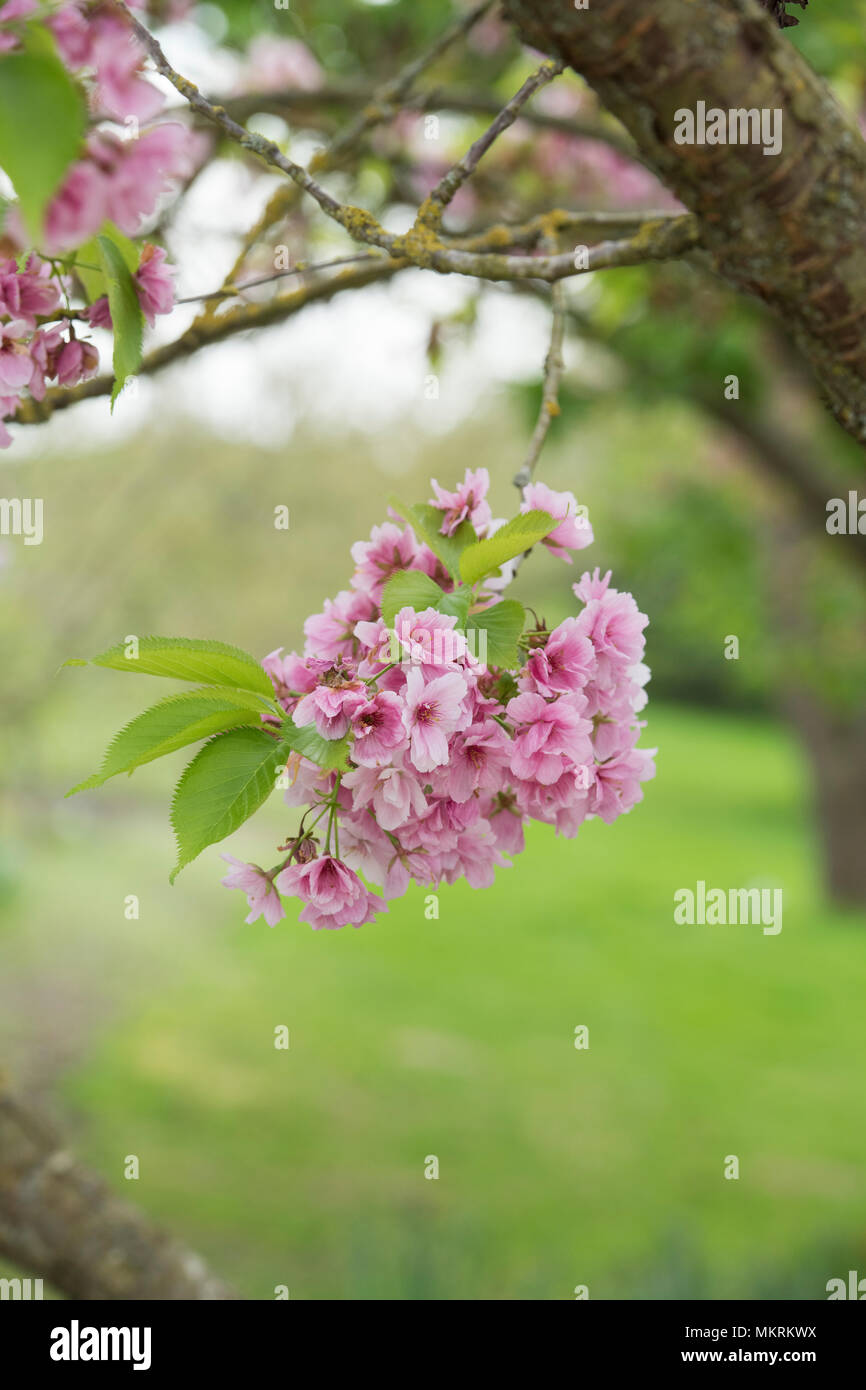Prunus Matsumae Zakura. Japanese Cherry Tree. UK Stock Photo - Alamy