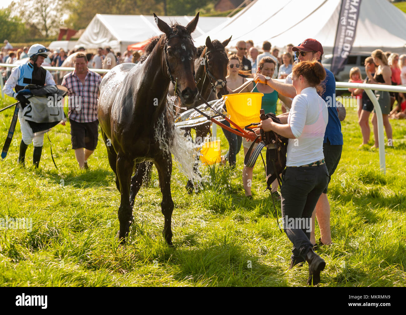 Hot day horse hi-res stock photography and images - Alamy