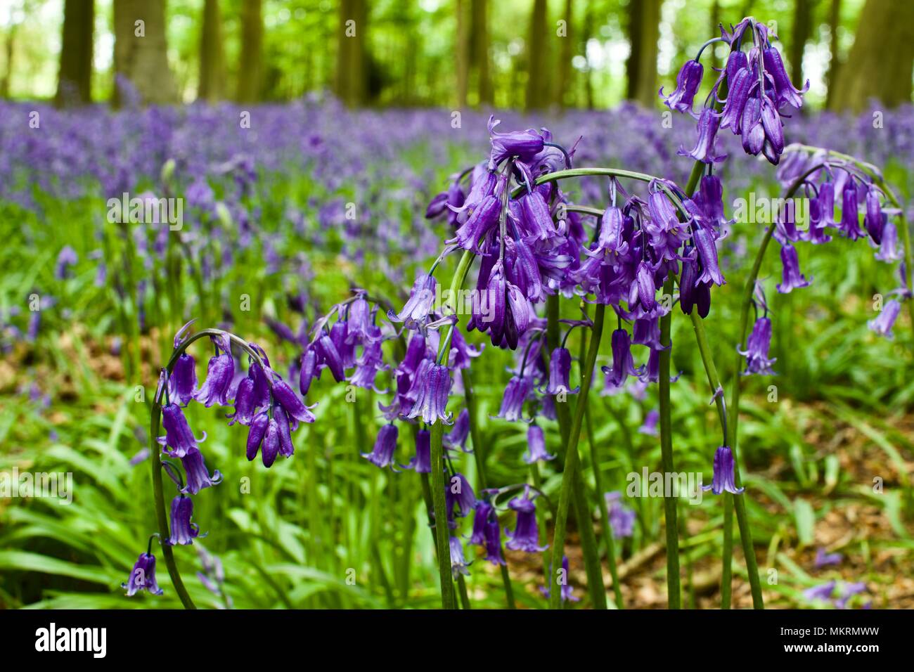 Bluebells badbury clump hi-res stock photography and images - Alamy