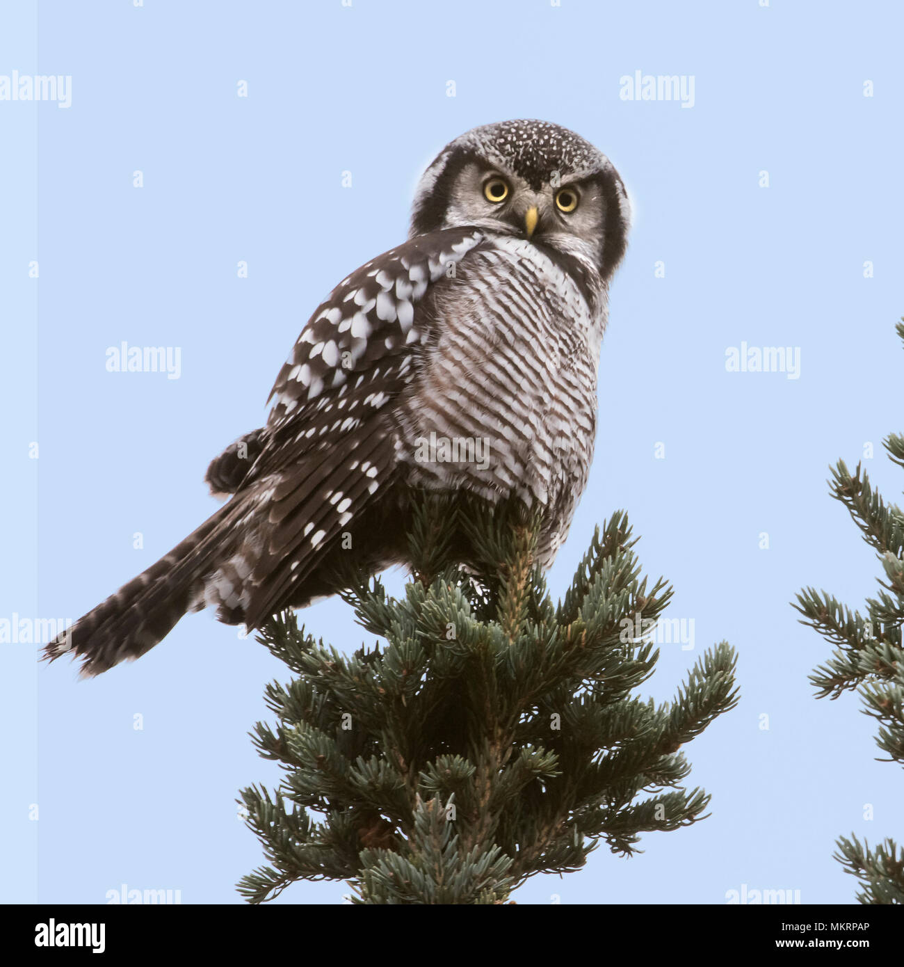 Hawkowl hi-res stock photography and images - Alamy