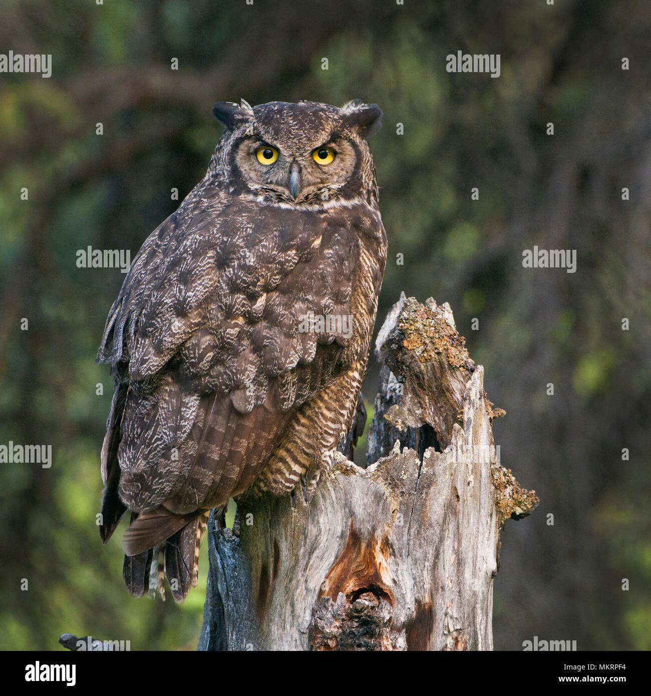 Great Horned Owl; Bird of Prey Stock Photo - Alamy