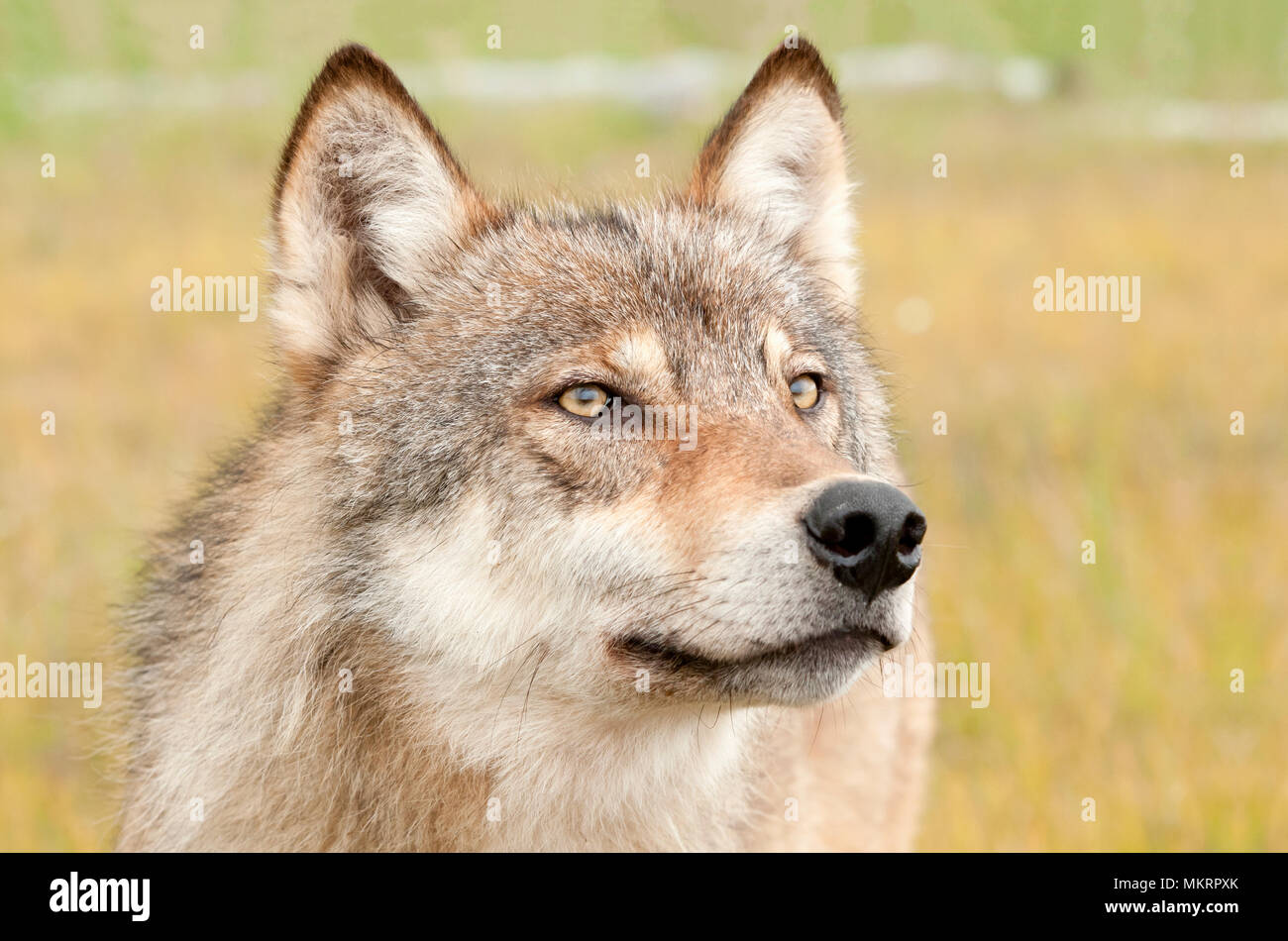Wolf, Katmai National Park, Alaska Stock Photo - Alamy