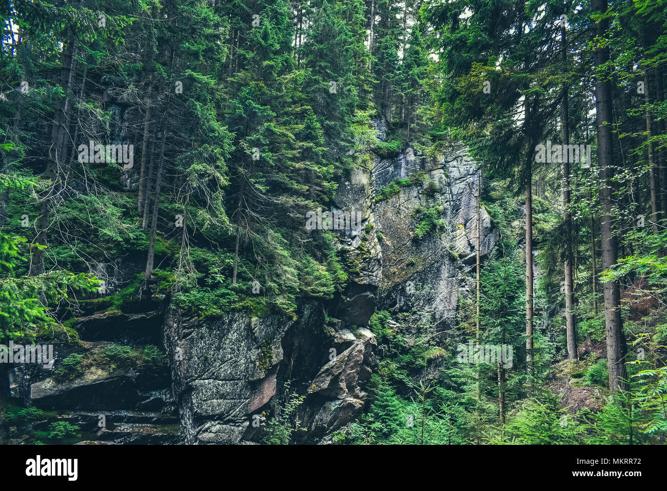 Rocky cliff in the middle of the mountain forest in Poland Stock Photo ...