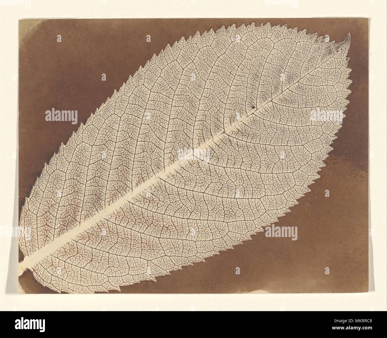 Skeletal leaf hi-res stock photography and images - Alamy