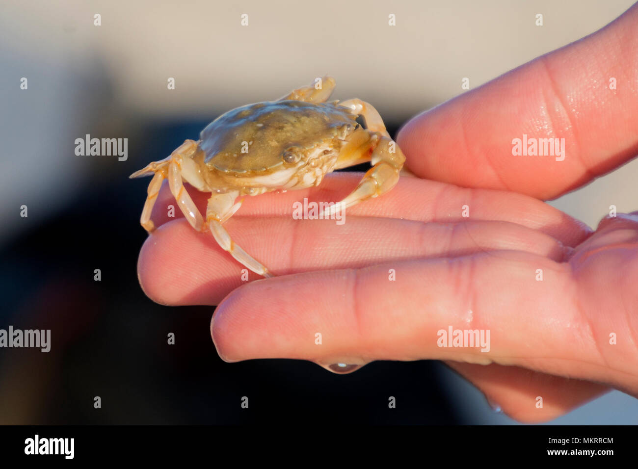 Close up small crab in hand. Small crab on the beach Stock Photo - Alamy