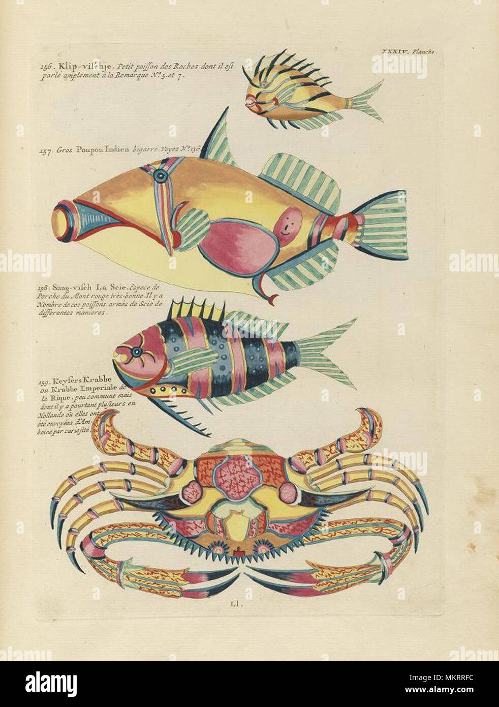 vintage illustration of fish Stock Photo - Alamy