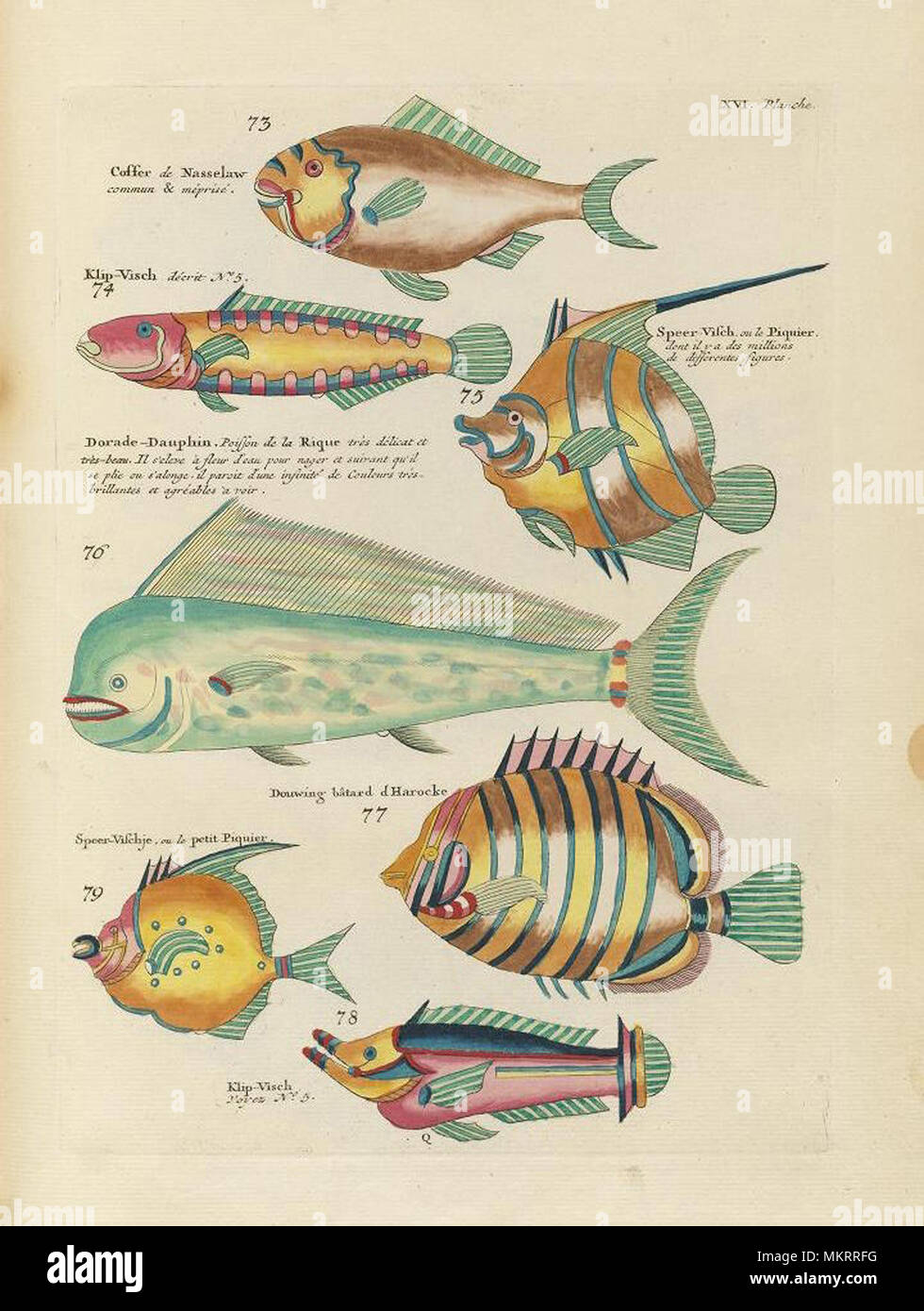 Vintage illustration sea fish chart hi-res stock photography and images ...