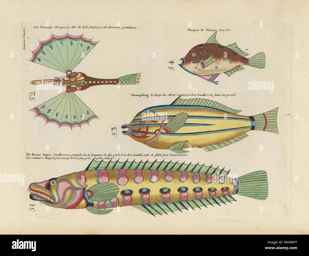 vintage illustration of fish Stock Photo - Alamy