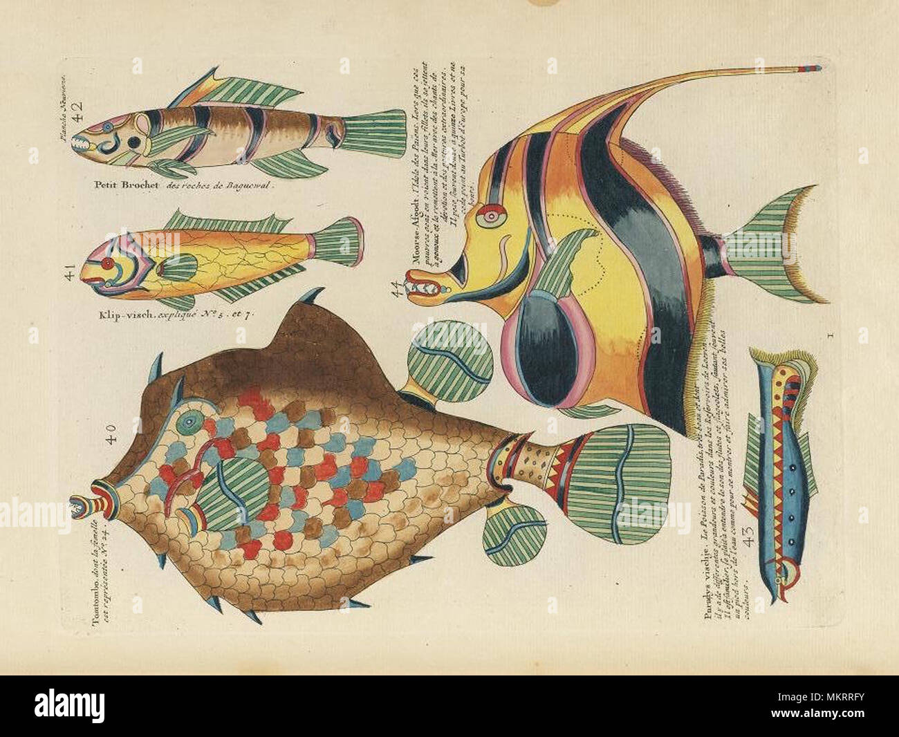 vintage illustration of fish Stock Photo - Alamy