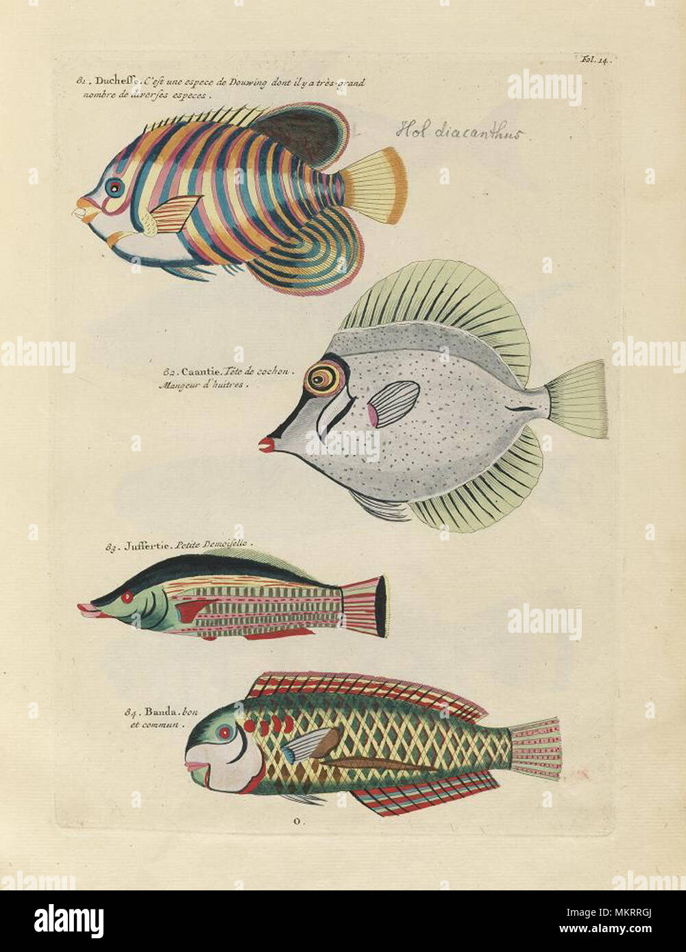 Vintage illustration sea fish chart hi-res stock photography and images ...