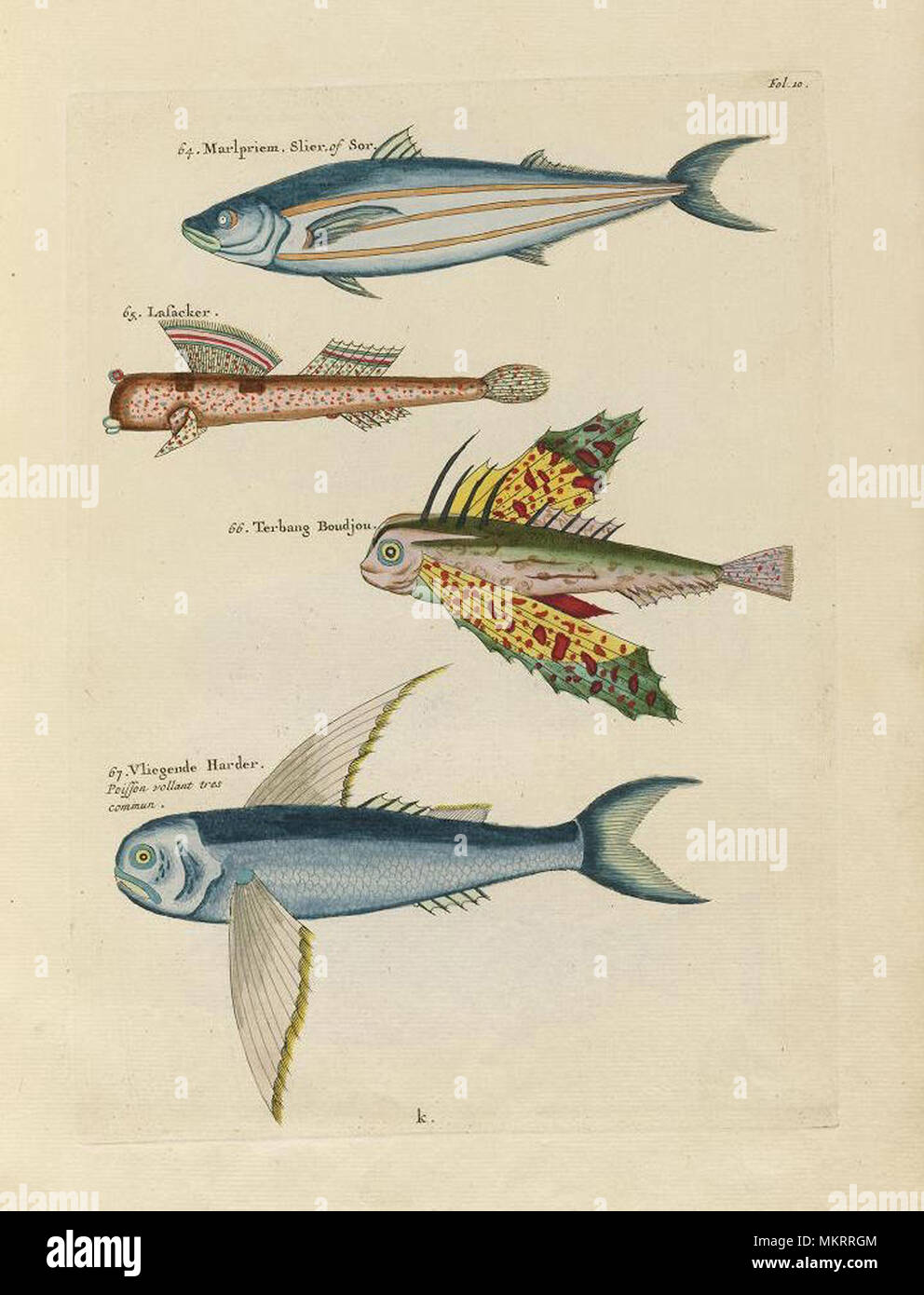 vintage illustration of fish Stock Photo - Alamy