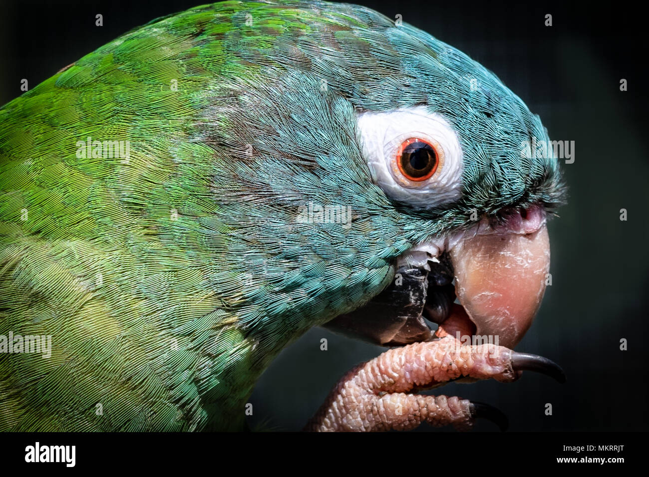 Parrot eye detail hi-res stock photography and images - Alamy
