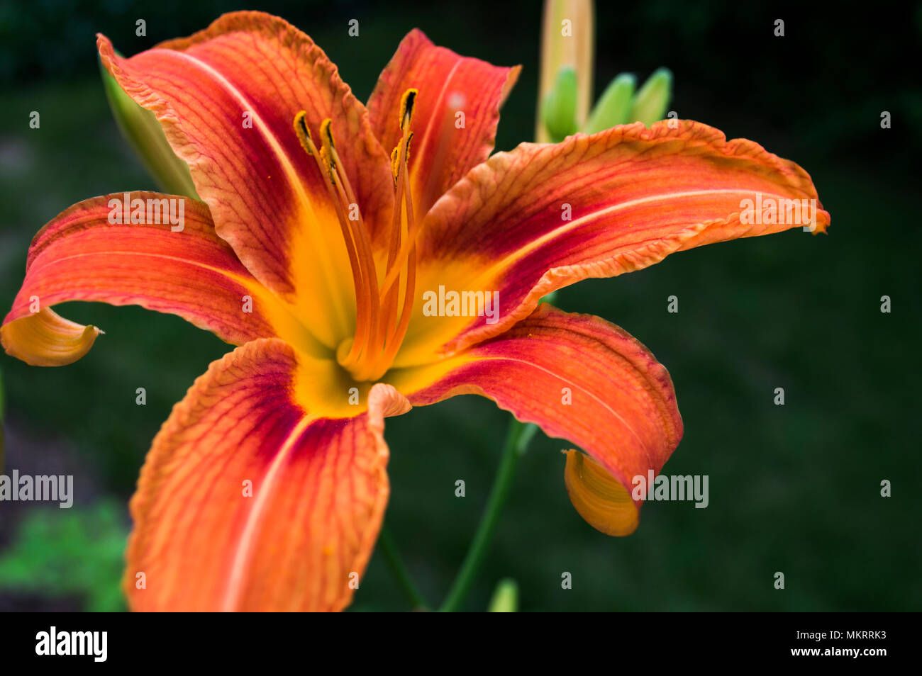 Tiger Lily in the Garden Stock Photo - Alamy