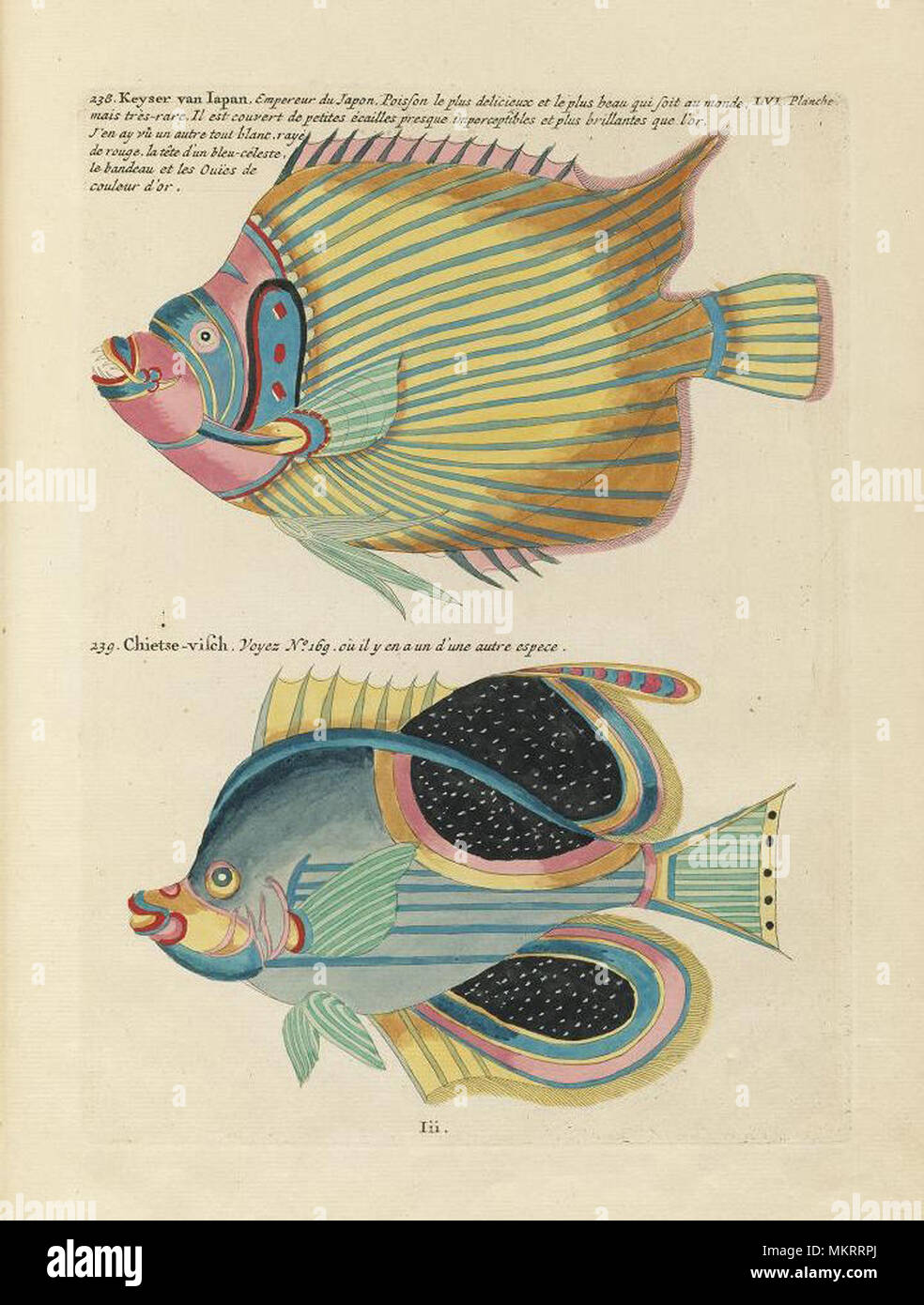 Vintage illustration sea fish chart hi-res stock photography and images ...