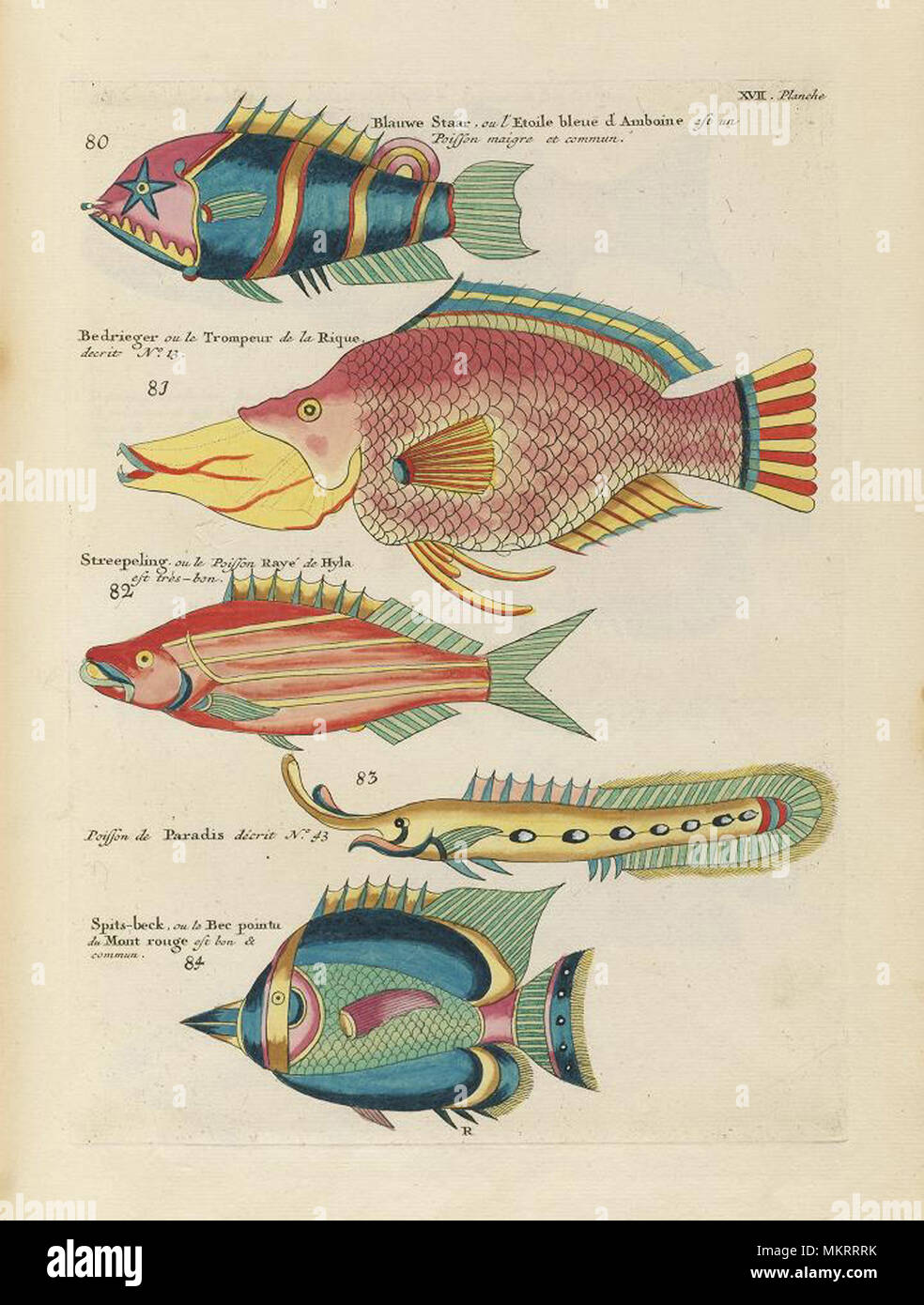 vintage illustration of fish Stock Photo - Alamy