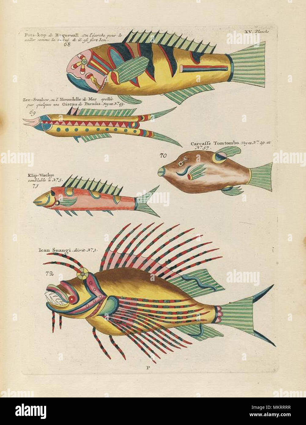 vintage illustration of fish Stock Photo - Alamy